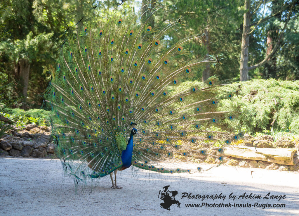 animals – photothek-insula-rugia